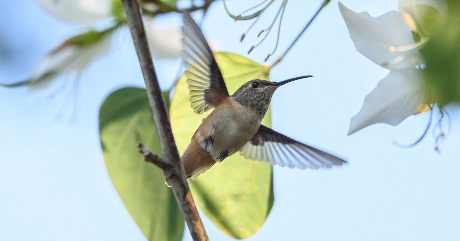 Bird Watching in Long Beach | Visit Long Beach